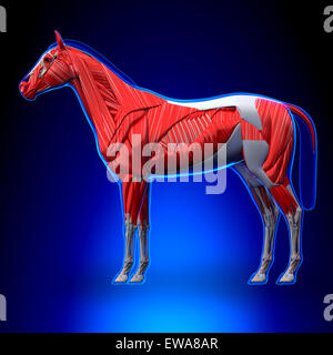 Da cuore di cavallo con il sistema circolatorio - Cavallo Equus ...