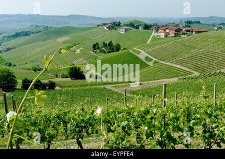 L'Italia,panorama di vigneti del Piemonte: Langhe-Roero e Monferrato ...