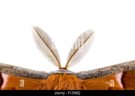 Due Polifemo falena (Antheraea polyphemus) caterpillar su un ramo Foto ...