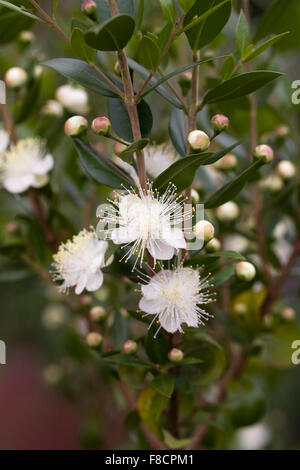 Il mirto Myrtus communis close up di arbusti in fiore pieno Foto stock ...