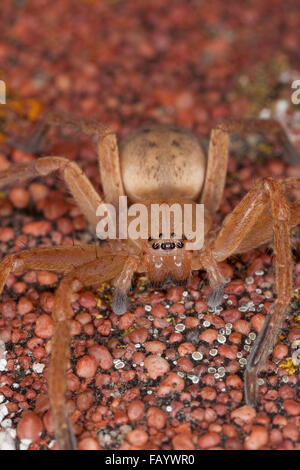 Gigantesco ragno granchio, huntsman spider, Riesenkrabbenspinne ...