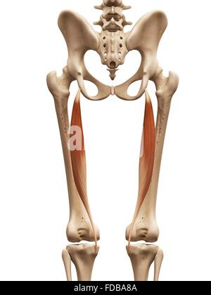 Gamba umana muscoli (tendine semitendinoso), illustrazione Foto stock ...