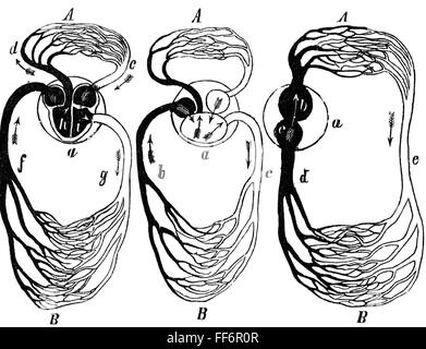 Medicina, anatomia, organi sessuali, schema del genitale maschile ...