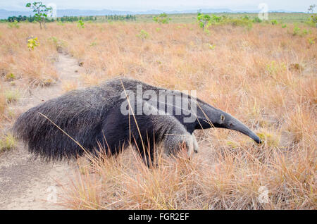 Giant Anteater (Myrmecophaga tridactyla) foraggio per gli insetti ...