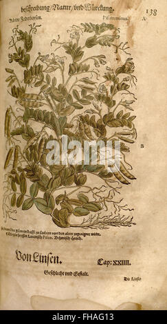 New Kreuterbuch, Botany, Medical De materia medica Dioscorides Pedanius ...