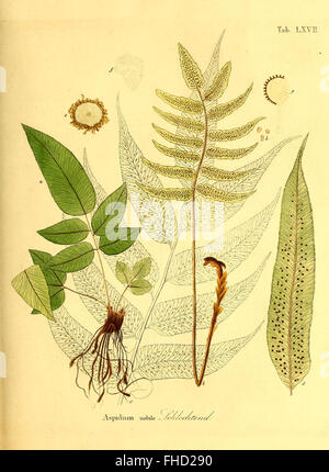 Un'opera del 1840 che presenta accurate e dettagliate illustrazioni a ...