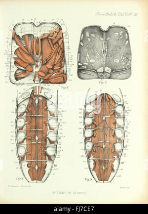 Sui sistemi muscolari ed endoscheletrici di Limulus e Scorpio, n.p ...