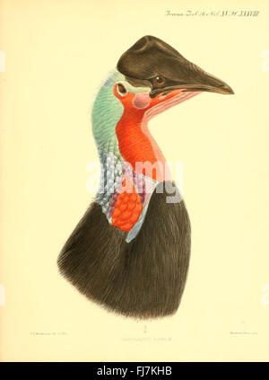 Monografia sul genere casuarius, Detailed Study of Cassowary Birds ...