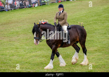 Shire cavallo con pene eretto Foto stock - Alamy