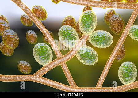 Computer illustrazione di Trichophyton mentagrophytes, la causa del ...