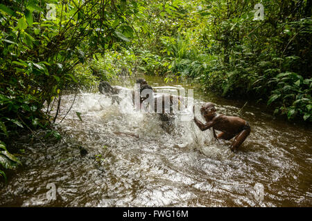 Pigmei Bayaka nella foresta pluviale Equatoriale, Repubblica ...