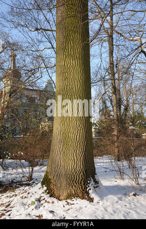 Il frassino Fraxinus excelsior inverno Foto stock - Alamy