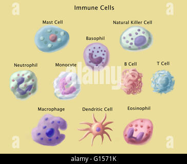 Le cellule immunitarie (dalla parte superiore sinistra alla parte ...