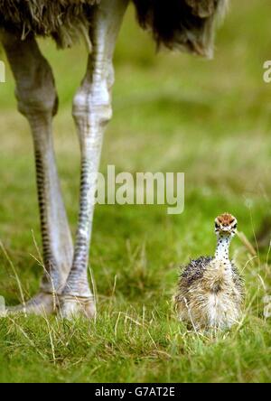Neonato pulcino di struzzo con la sua madre Foto stock - Alamy