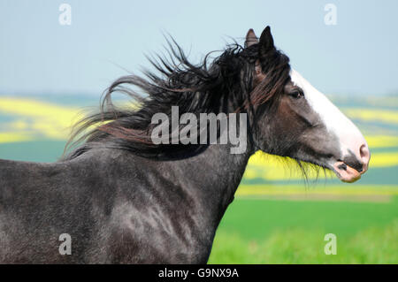 Shire cavallo con pene eretto Foto stock - Alamy