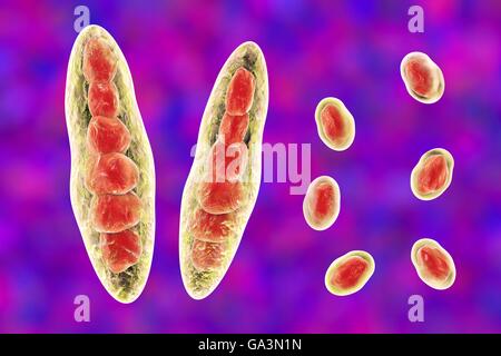 Computer illustrazione di Trichophyton mentagrophytes, la causa del ...
