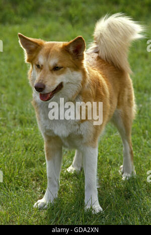 Siberian Laika cane, una razza dalla Russia Foto stock - Alamy