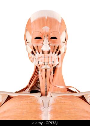 Anatomia del volto umano e muscoli del collo, vista frontale Foto stock - Alamy