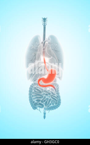 3D illustrazione di stomaco, parte del sistema digestivo, anatomia del ...