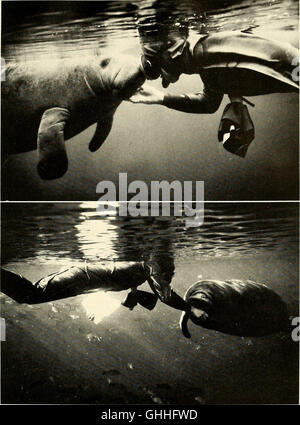 . Ecologia e comportamento del lamantino (Trichechus manatus) in ...