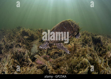 Muschio comune tartaruga (Sternotherus odoratus) adulto Foto stock - Alamy
