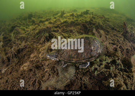 Muschio comune tartaruga (Sternotherus odoratus) adulto Foto stock - Alamy