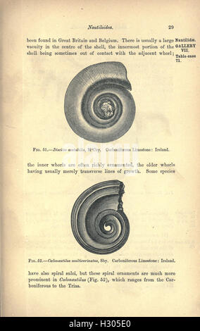 Una guida che illustra dettagliatamente gli invertebrati fossili e le ...