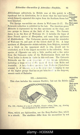 Questa guida fornisce una panoramica degli invertebrati fossili e degli ...