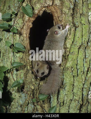 Tronco, knothole, ghiro, Glis glis, mondo animale, la fauna selvatica ...