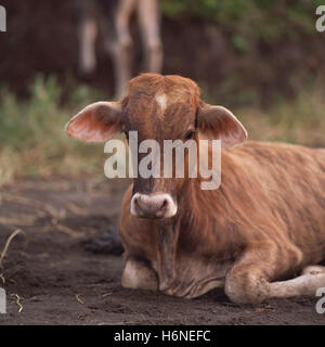 cucciolo di mucca Foto stock - Alamy
