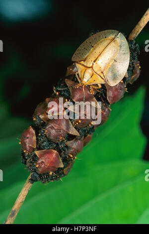 Scarabeo tartaruga (Acromis sparsa) madre utilizzando corpo come uno ...