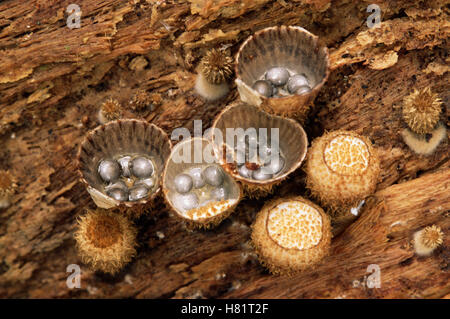 Bird's Nest fungo Cyathus (sp) che mostra le spore che sono disperse ...