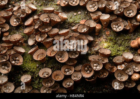 Bird's Nest fungo Cyathus (sp) che mostra le spore che sono disperse ...