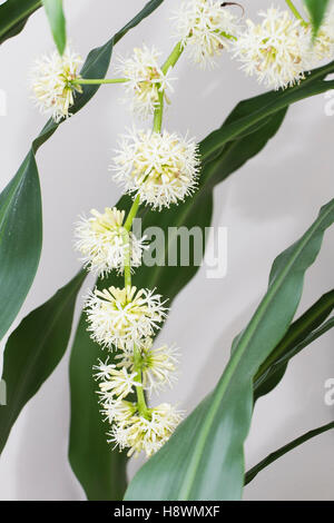 Bella pianta di Dracaena fragrans. Dracaena fragrans con fresco e acqua ...