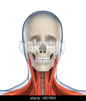 Testa isolata anatomia di una femmina - anatomia muscolare del volto ...