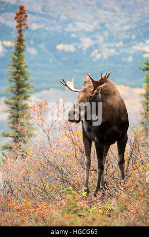 Alaska alci (Alces alces gigas) toro con la gamma della montagna dietro ...