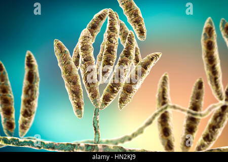 Computer illustrazione di conidi (asessuale di spore) da Fusarium sp ...