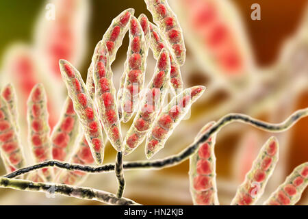 Computer illustrazione di conidi (asessuale di spore) da Fusarium sp ...