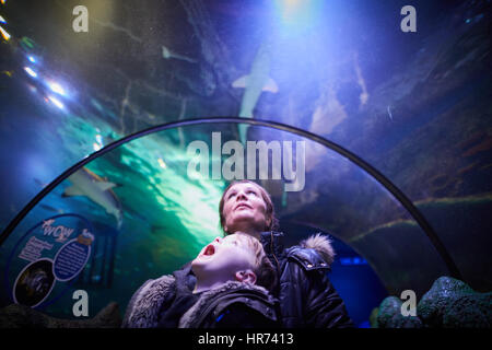 Trafford centro Sea life interno, Manchester, Inghilterra, Regno Unito ...