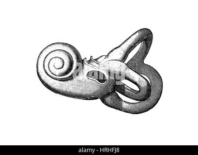 Illustrazione di sinistra labirinto osseo dell'orecchio interno dal ...