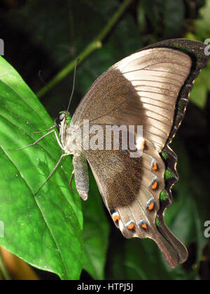 Regno:Animalia Phylum: Arthropoda Classe: Classe Insecta ordine ...