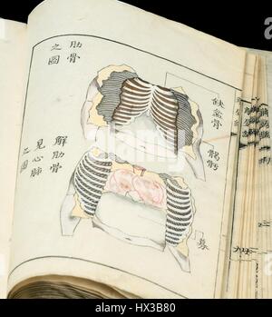 Illustrazione dell'anatomia umana. Torace, gabbia toracica, sistema ...