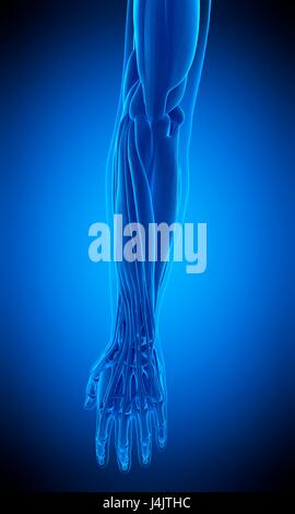 Anatomia del muscolo del braccio umano, vista posteriore Foto stock - Alamy