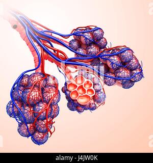Illustrazione dei capillari e gli alveoli dei polmoni Foto stock - Alamy