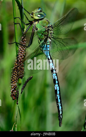 L'imperatore libellula (Anax imperator), il ritratto di una larva con l'apparato boccale con ...