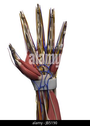 Anatomia del palmo della mano: Ossa, muscolo, tendini, nervi Foto stock ...