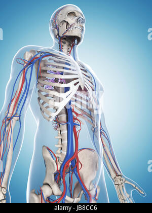 Anatomia umana. Lo scheletro del torace con le vene e arterie. Vista ...