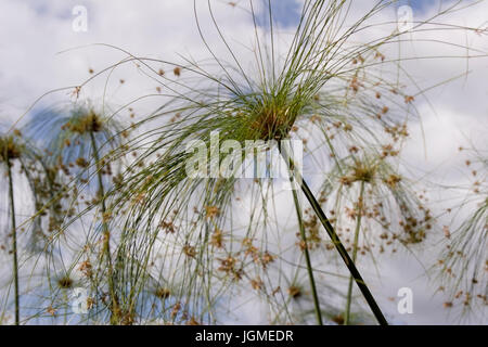 Il papiro - piani di papiro, papiro - pianta di papiro Foto stock - Alamy