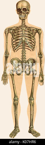 Anatomia umana completa del corpo scheletro maschile. Cinque viste ...