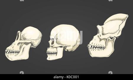 Biologia di scimpanzé, anatomia illustrazione. incisi disegnati a mano ...